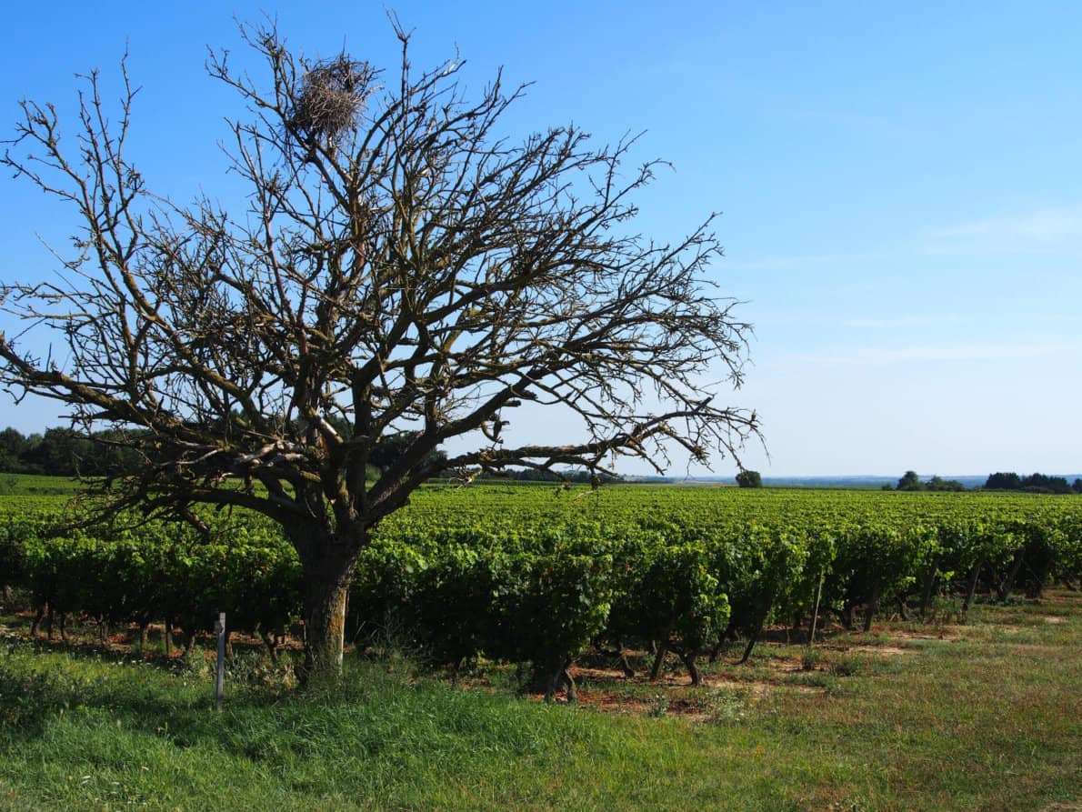 Le Domaine – Isabelle SUIRE – Vin de SAUMUR