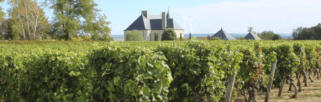 Le Domaine – Isabelle SUIRE – Vin de SAUMUR